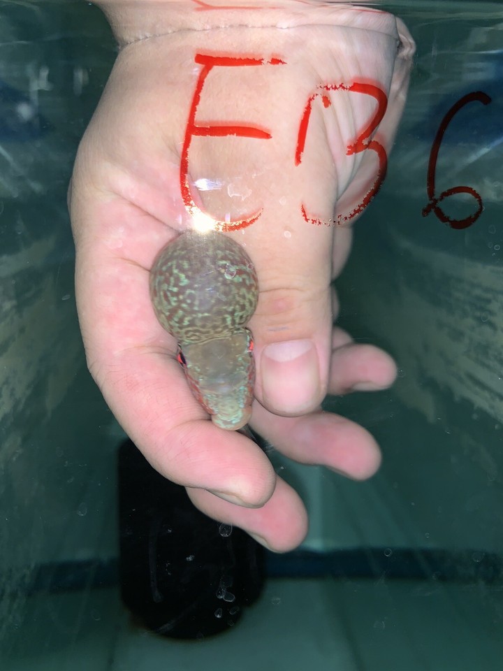 ~3.5inches Super Red&Pearly Red Dragon Flowerhorn live aquarium Fish | eBay