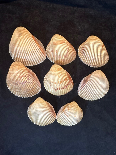 Atlantic Heart Cockle Sea Shells Lot Dinocardium Robust 3 to 4.25 ...