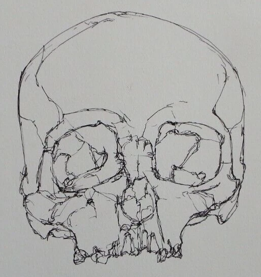 Human Skull Line Drawing