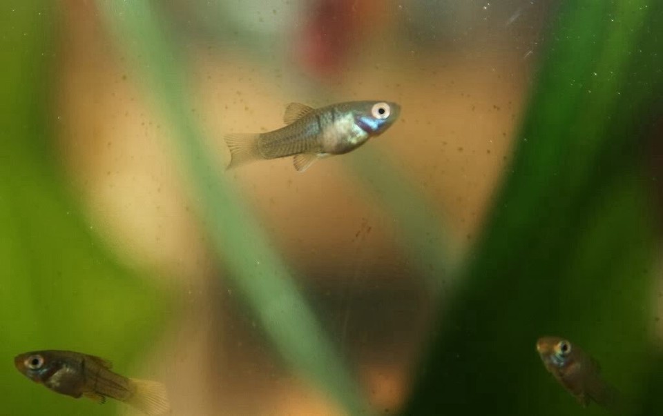 Mixed Blue Tuxedo Wag Platies FRY(4PK UNSEXED) | eBay