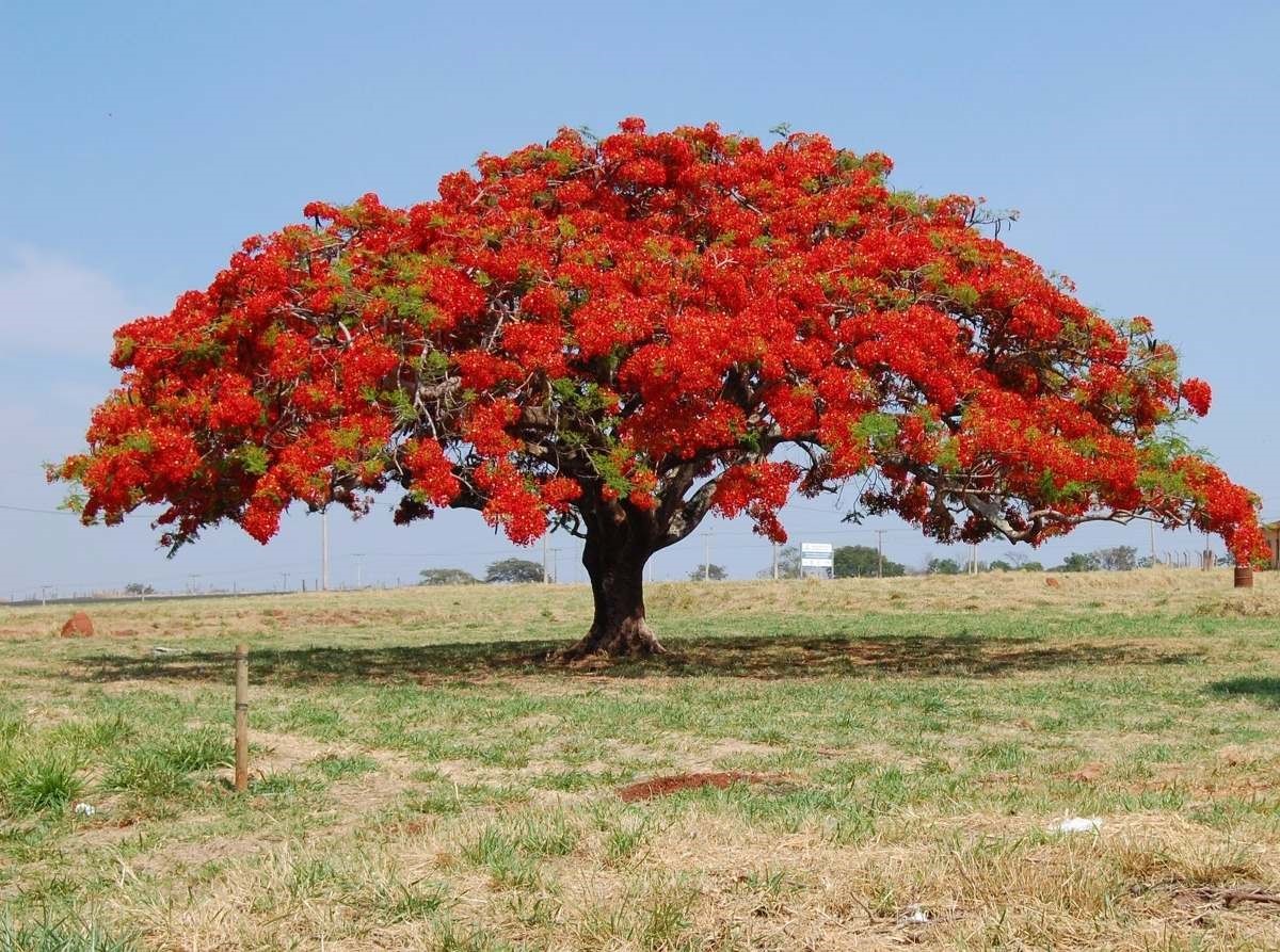 Red Jacaranda