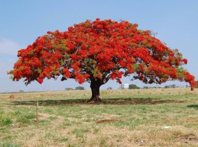 Jacaranda Mimosifolia ( FLAMBOYAN RED) TREE LIVE 4''-8'' (Delonix regia ...