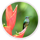HUMMINGBIRD FLOWER BIRD Pendant 925 Sterling Silver 20" Necklace Men ...
