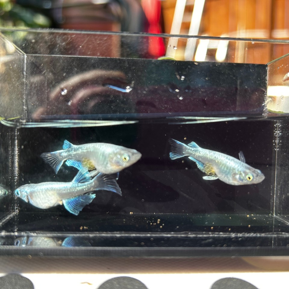 [LIVE FISH] Miyuki Medaka Rice Fish 4+1 (DOA) Young Adult Sized US Bred ...