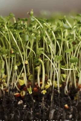 Sprouts SESAME SPROUTING SEEDS Untreated Microgreens Non GMO Sesame ...