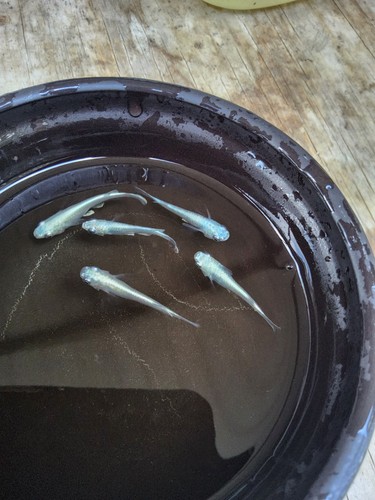 6 Large Platinum Medaka Japanese Rice Fish | eBay