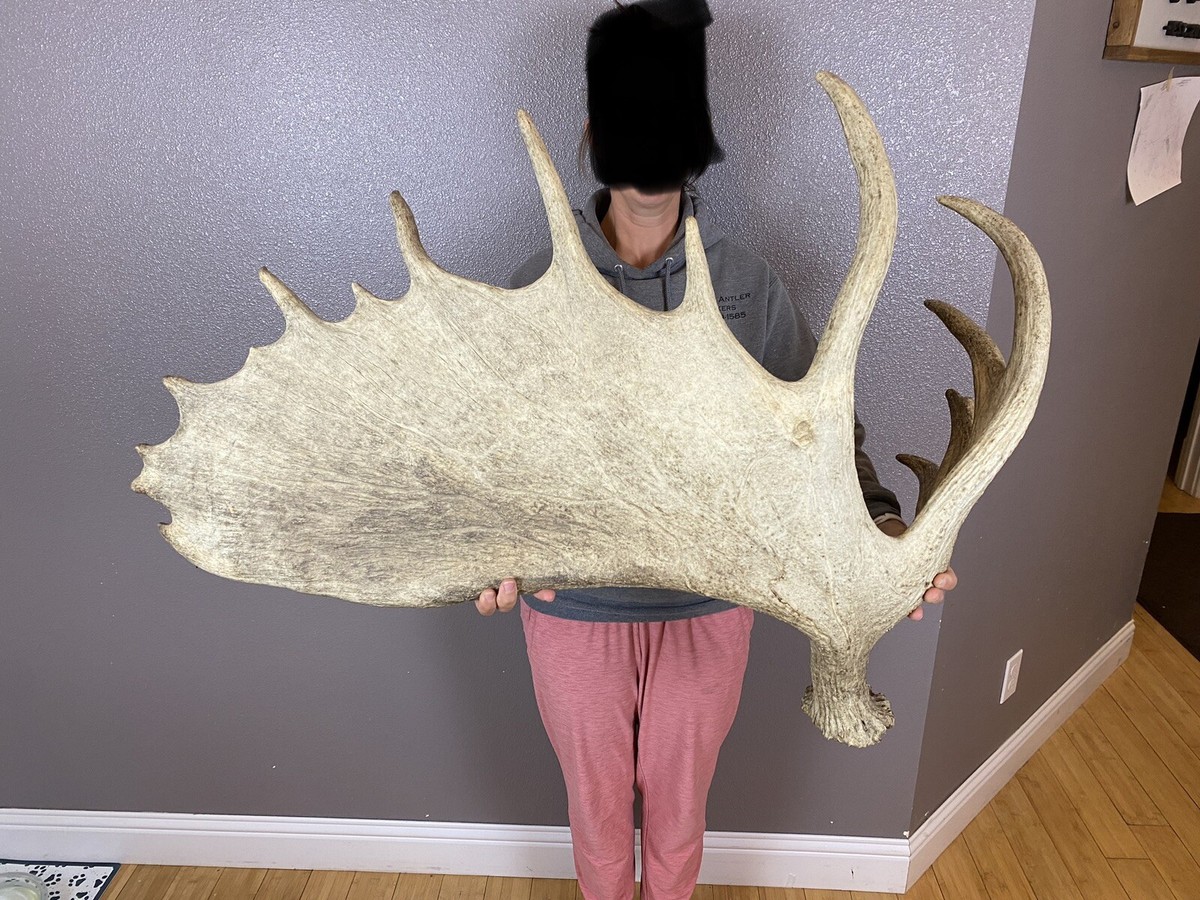 Moose Antlers