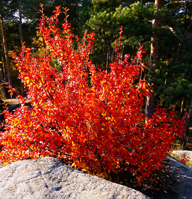 Autumn Brilliance Serviceberry- Red Fall Color-Spring Flowers ...