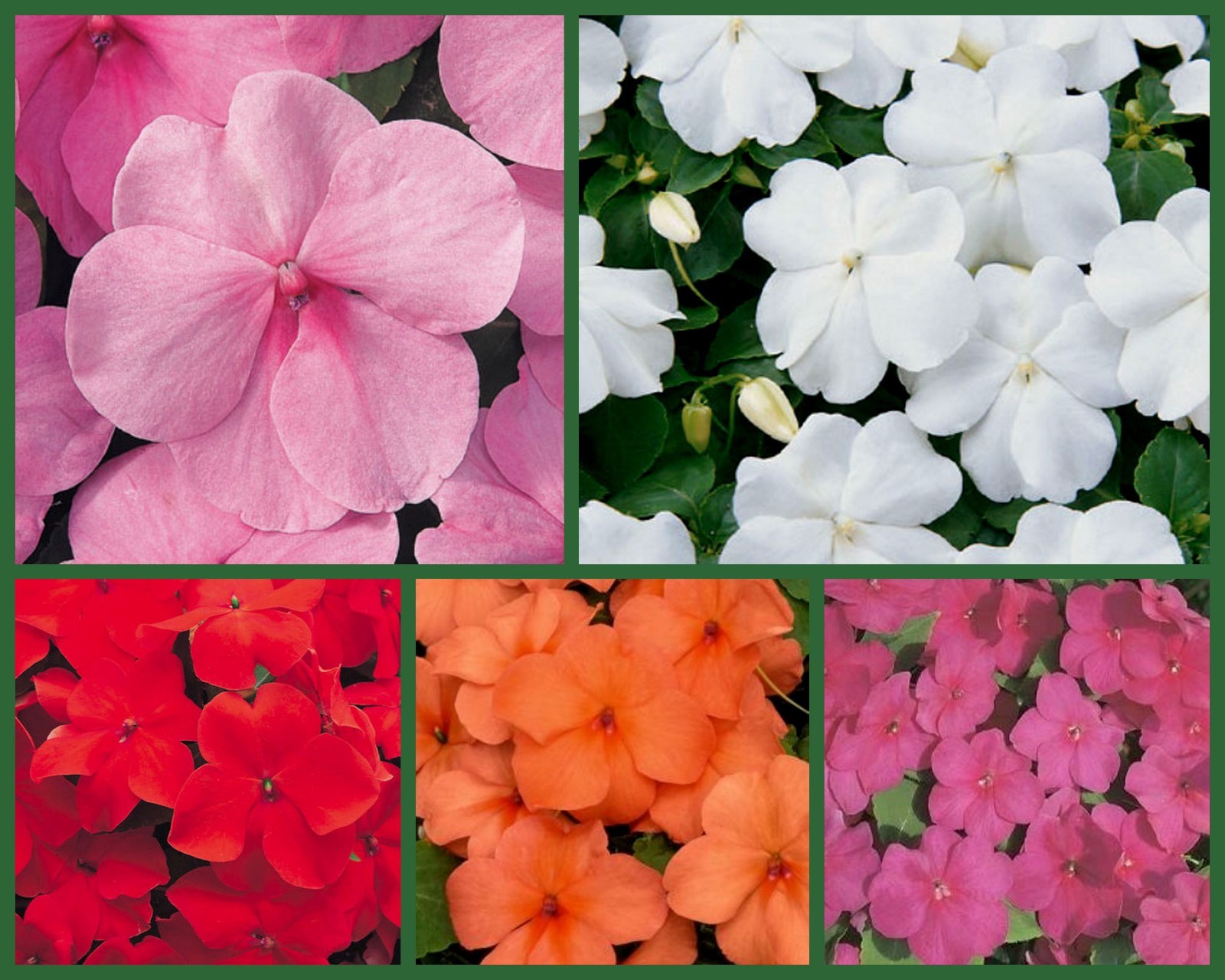 "Impish Impatiens" 5 Packs, Red Impatiens, Orange Impatiens, Pink ...
