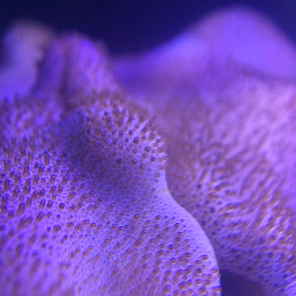 Toadstool - 'Devils hand'- Coral Frag - | Grelly UK