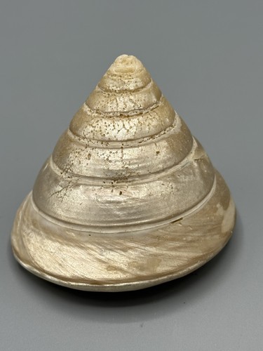 Trochus Shell Complete Mother Of Pearl Look! | eBay