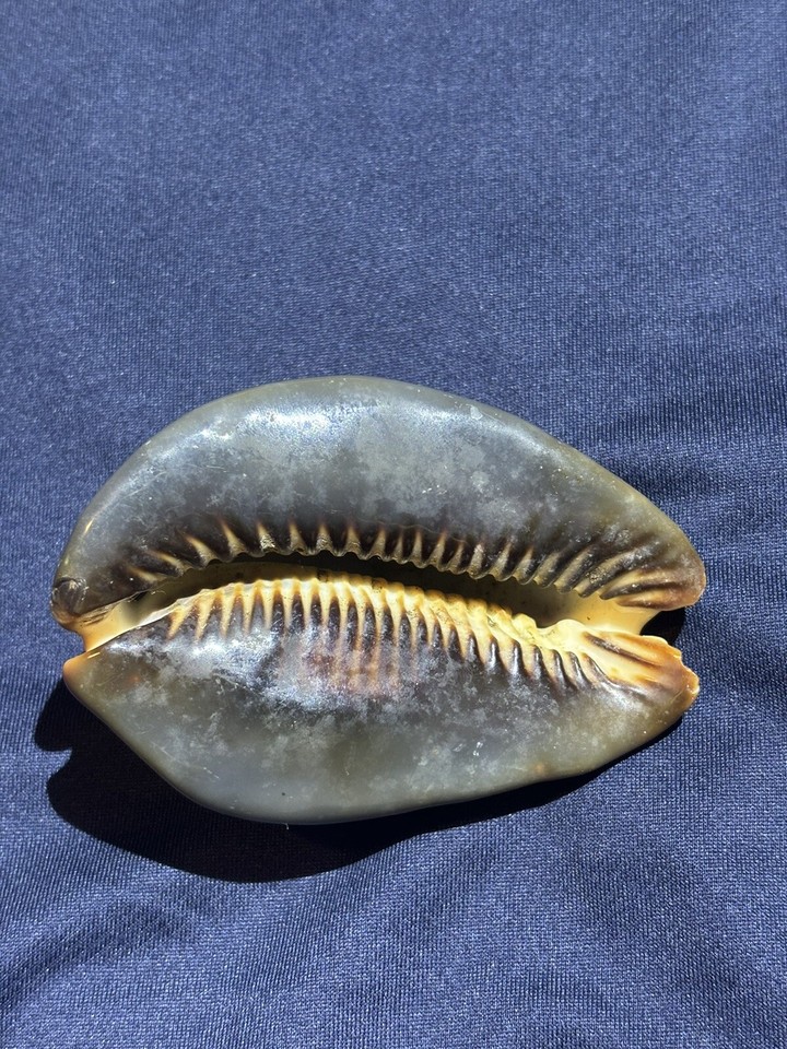 Beautiful Rare Large Cypraea Mauritiana Hawaiian Humpback Cowrie Shell ...