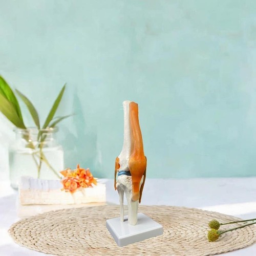 Human Knee Joint Model Anatomical Teaching Tool with Ligaments for ...