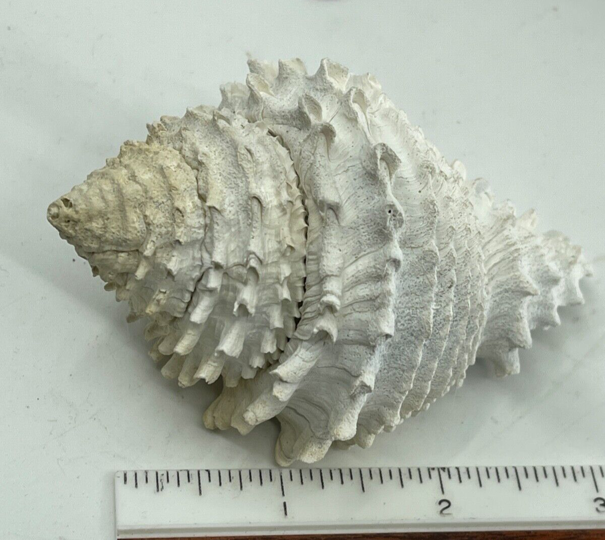 Florida Fossil Gastropod Snail Shell | eBay
