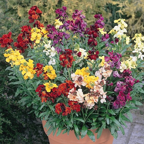 Wallflower Sunset Mixed | Vibrant Garden Ready Perennial Bedding Plants ...