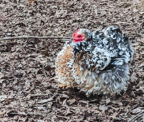 6 Calico/Millie/Dark Calico/Blue Calico Bantam Cochin Eggs - Frizzle ...