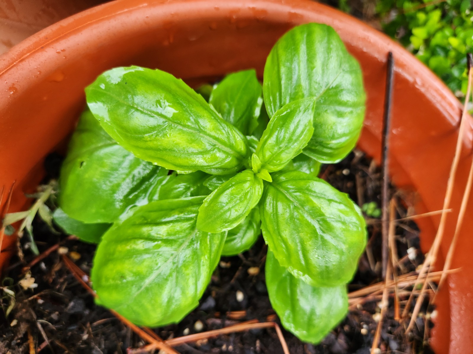 Sweet Basil Live Plant Sapling, Organically Grown From Heirloom Seeds ...