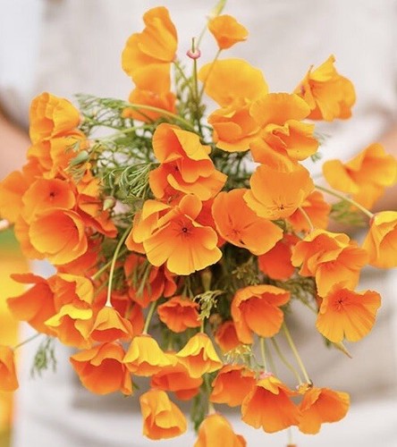 California Poppy 200 Seeds flower bouquet Combined Shipping | eBay