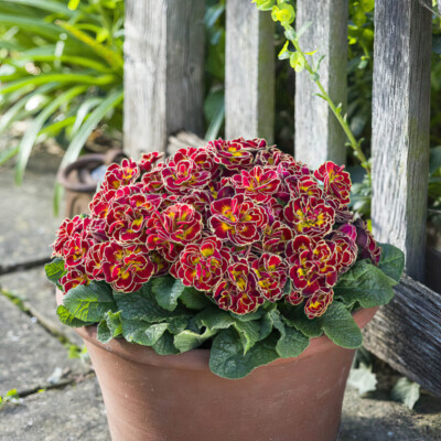 Primrose 'Belarina Maple Sugar'. Plug Plant x 3. Winter Red-Yellow ...