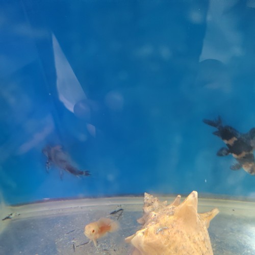 Live Chinese High Fin Banded-Shark – 2.0-3.– Rare Freshwater Aquarium ...
