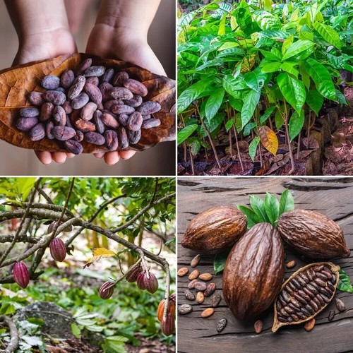 Cacao Tree Seeds for Planting Wet Cocoa Seeds Rare, Exotic Cacao Tree ...
