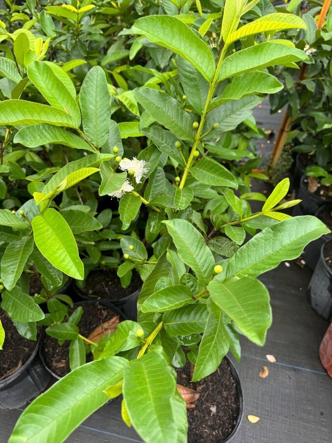 Ruby Supreme Pink Guava Tree - 2-3ft Tall - 1gal - Psidium Guava - No ...