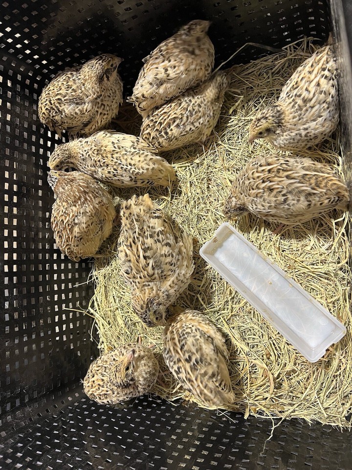 Italians Jumbo Quails 10+ Fertile Hatching Eggs Quail | eBay