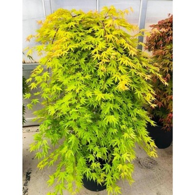 Acer palmatum 'Cascade Emerald' Standard In 3 Litre Pot | eBay UK