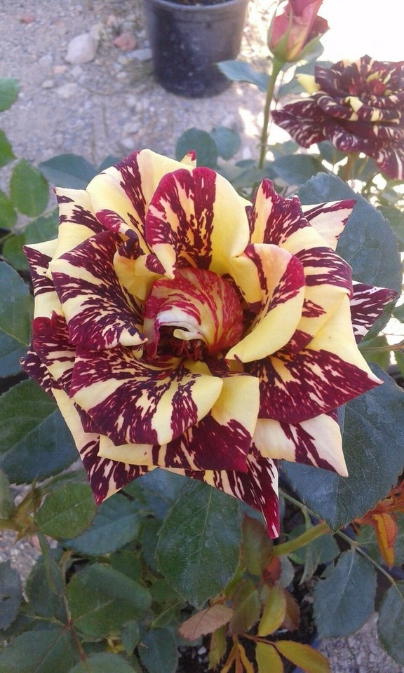 Rose cuttings Simsalabim rose 5 fresh cuttings/no roots-rare and ...