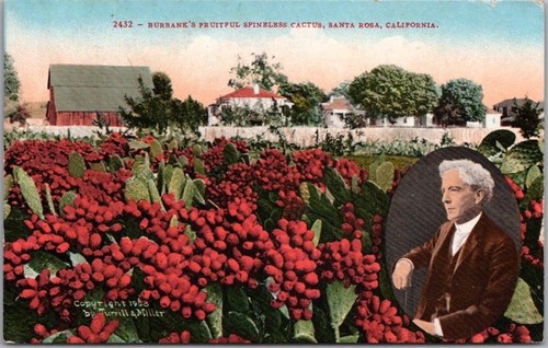 1910 SANTA ROSA, Calif. Postcard "Burbank's Fruitful Spineless Cactus ...
