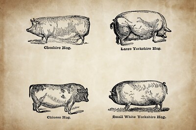 Poster Decor.Home interior wall design.Vintage Pet shop.Farm Vet.Pigs ...