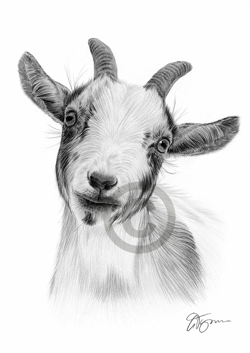 Realistic Goat Drawing