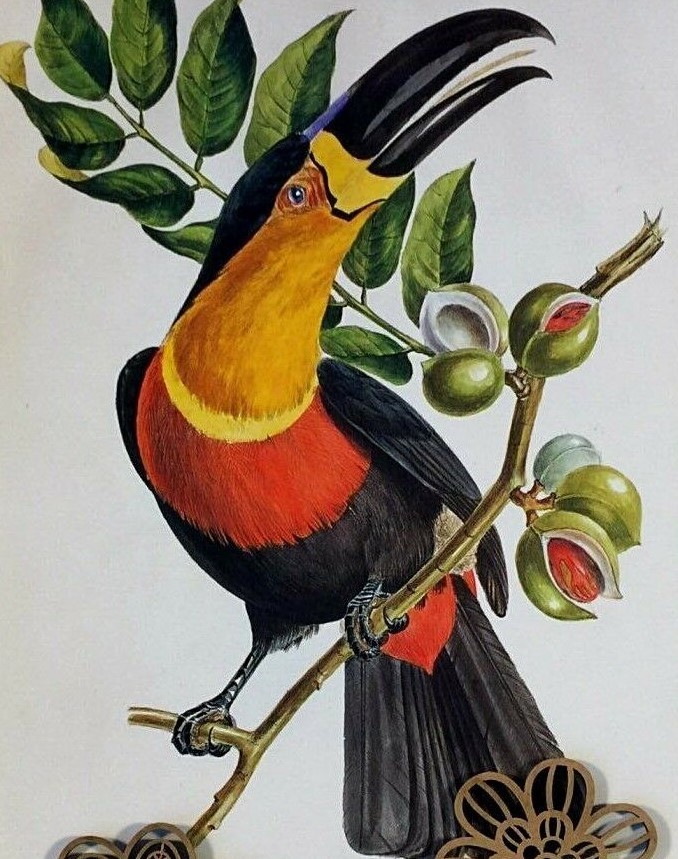Tropical Bird Paintings