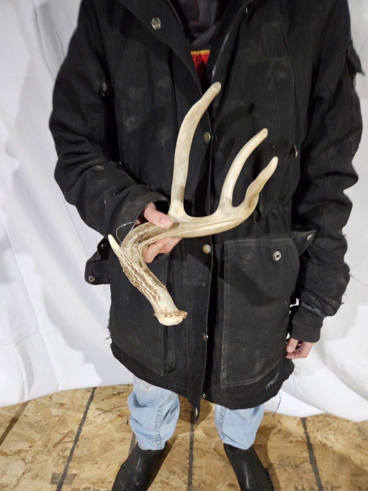 Wild Whitetail Deer Antler Shed Horn Rack Decor 4 Point 44" Man Cave ...