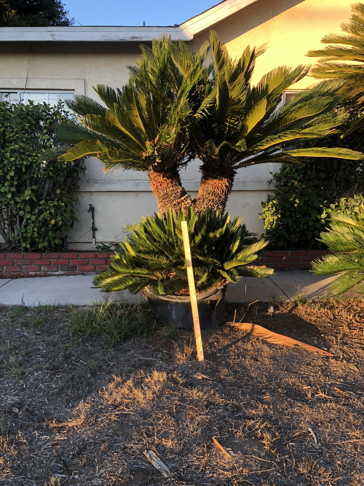 Large Sago Palm Trees | eBay