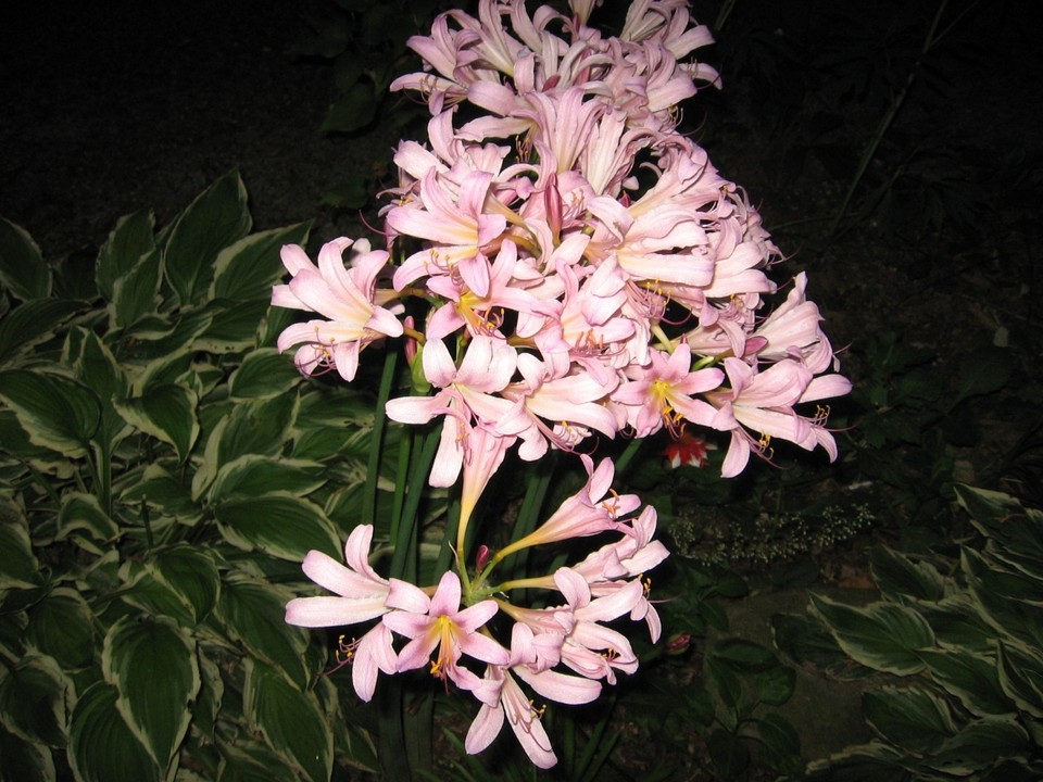 SURPRISE LILY / MAGIC LILY / RESURRECTION LILY / NAKED LADY BULBS 7 ...