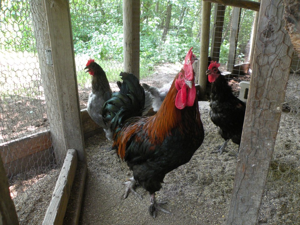 12 BLUE, BLACK AND SPLASH COPPER MARANS FERTILE HATCHING EGGS | eBay