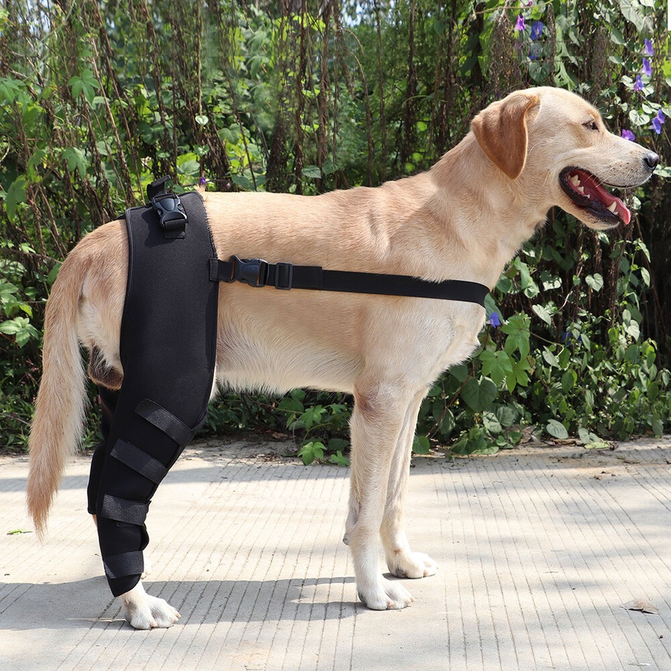 Dog Rear Leg Brace Support Joint Knee Hind Wrap Compression Pet Injury ...