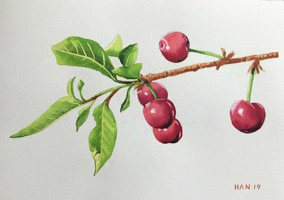 Cherry Fruit Tree Drawing