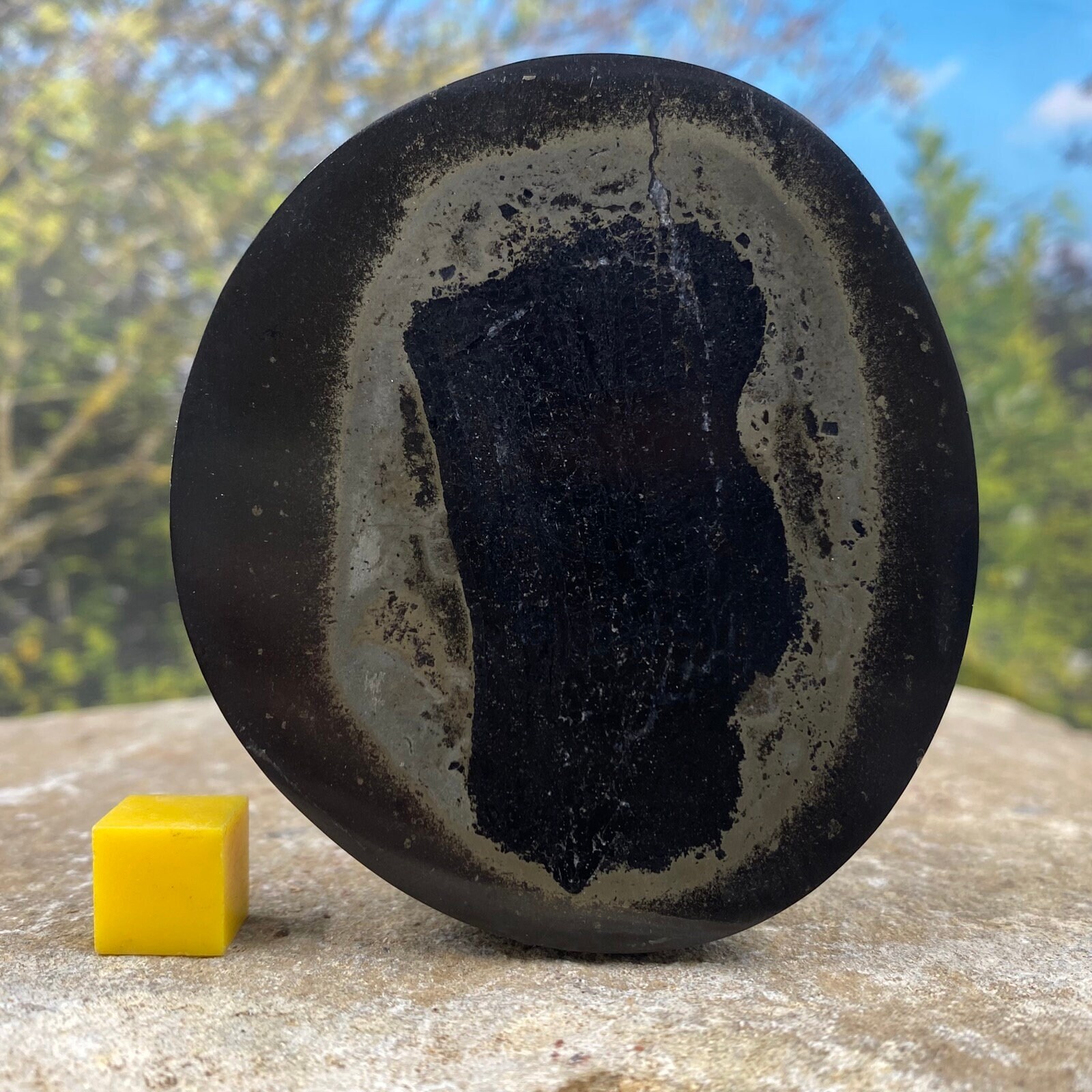 Fish Coprolite (Fossil Poo) in Nodule Fossil - Genuine Specimen | eBay