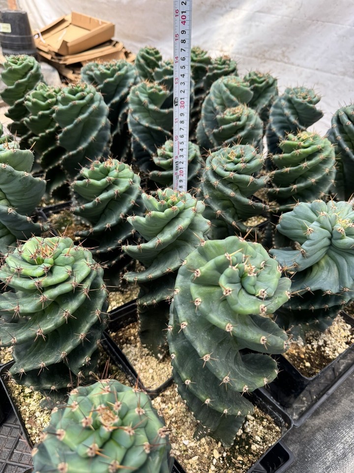 Spiral Cactus, Tornado Cactus, Cereus Forbesii Spiralis Twisted Cactus ...