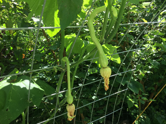 30 Trombocino Rampicante seeds; Tromboncino; Climbing Zucchini ...