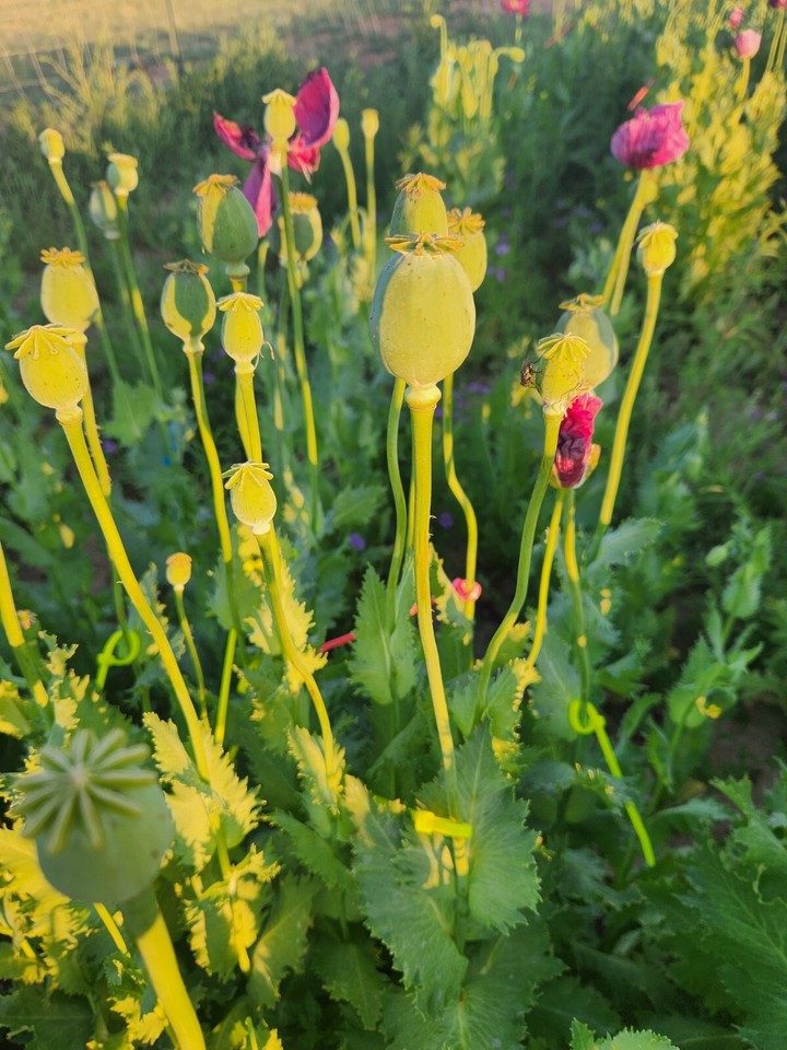 Asian OB/Izmir Pink Special Afghan hybrid Poppy Seeds (Papaver S.) Seed ...