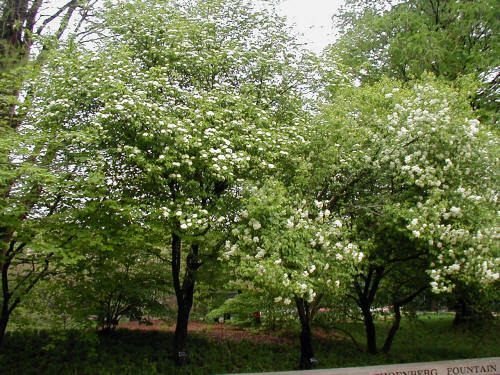 rusty blackhaw viburnum (Viburnum rufidulum)—50 seeds ($3.50) | eBay