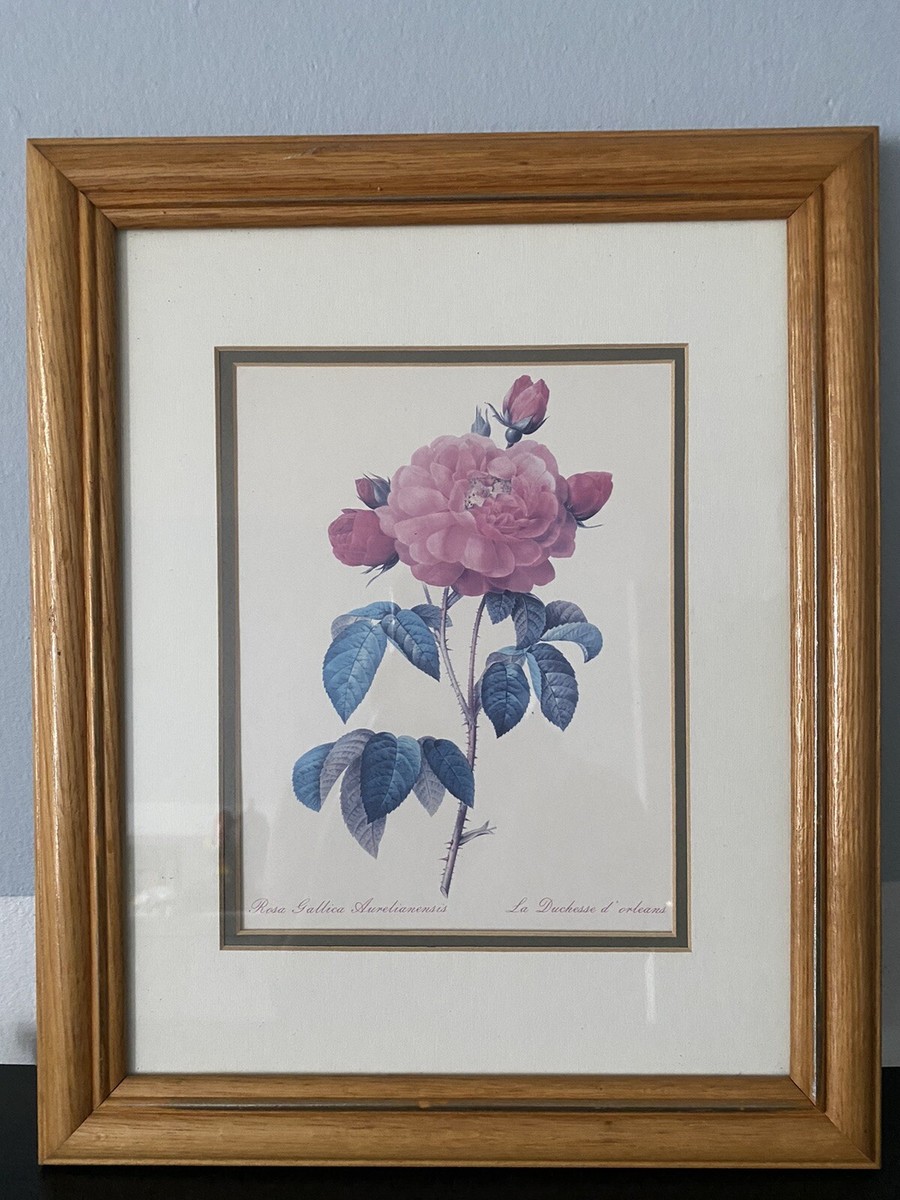 Redoute Botanical Prints Rosa" Art Print, Pierre Joseph Redoute