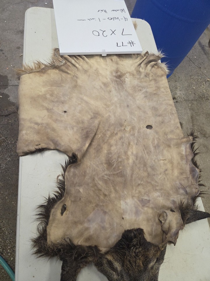 Taxidermy Cape Tanned Hide Deer Buck Antlers | eBay