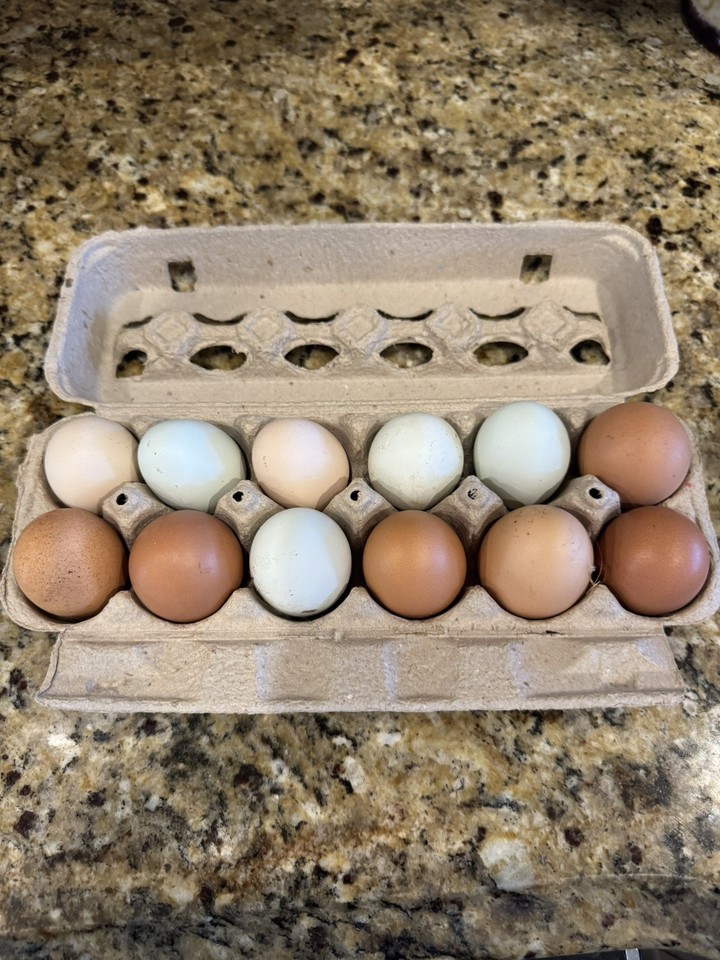 15++ Premium Fresh and Fertile Chicken Hatching Eggs Rainbow Assortment ...