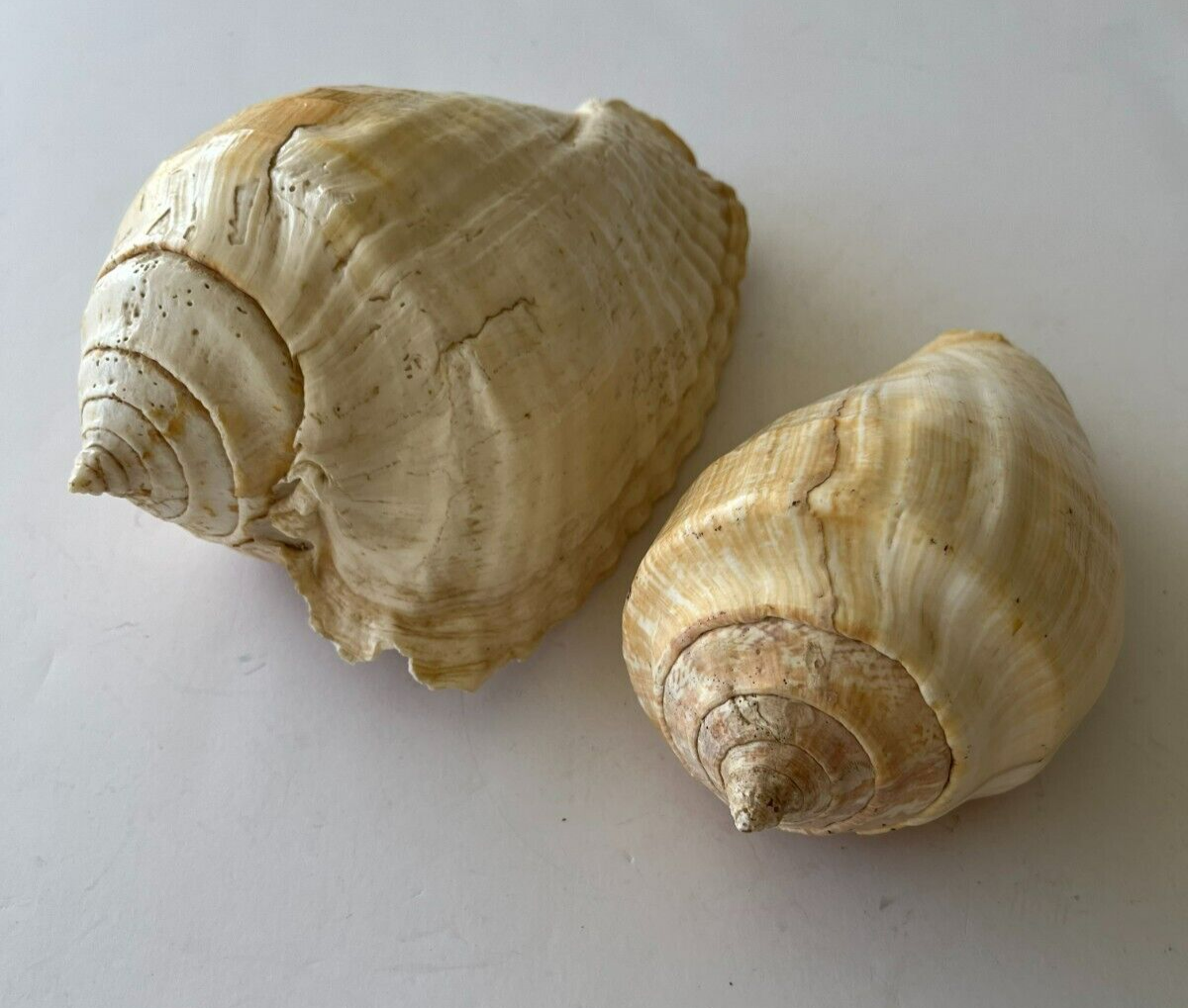 Two large Sea Shell Beach Ocean Large Nautical Decor 7" and 6-1/2 ...