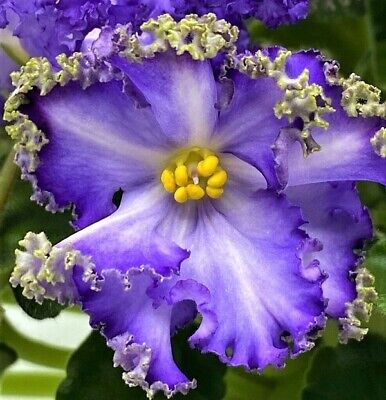 African Violet PLANT ~ NK-VECHNAYA MOLODOST (Rus) 'Eternal Youth' Small ...