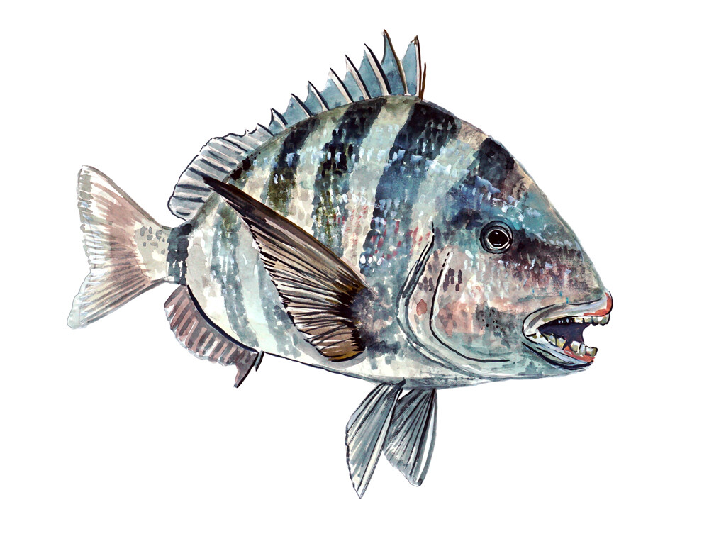 Sheepshead Memes Asian Sheepshead Wrasse: The ‘Strange’ Fish You